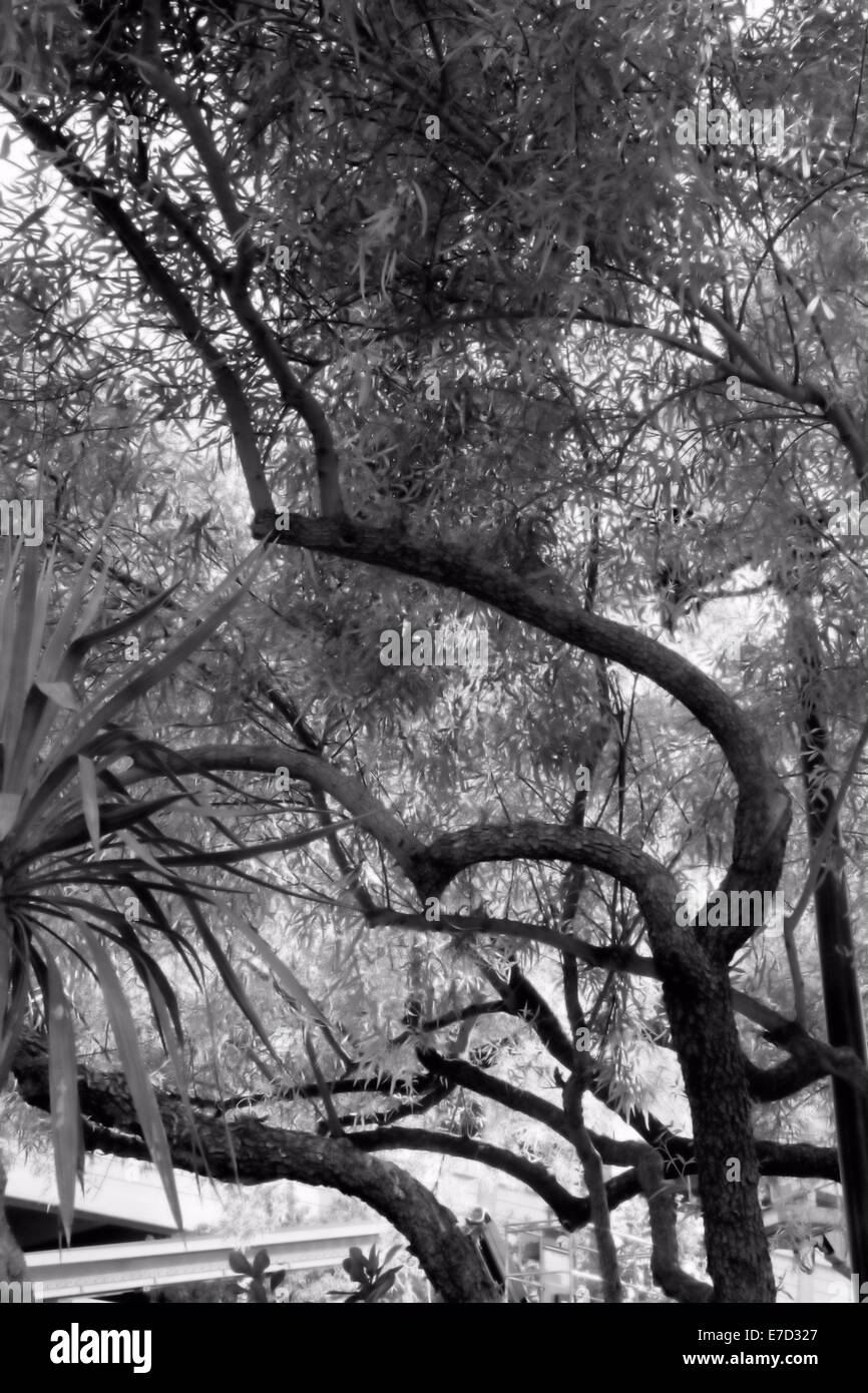 MONOCHROME PICTURE OF TREES Stock Photo - Alamy