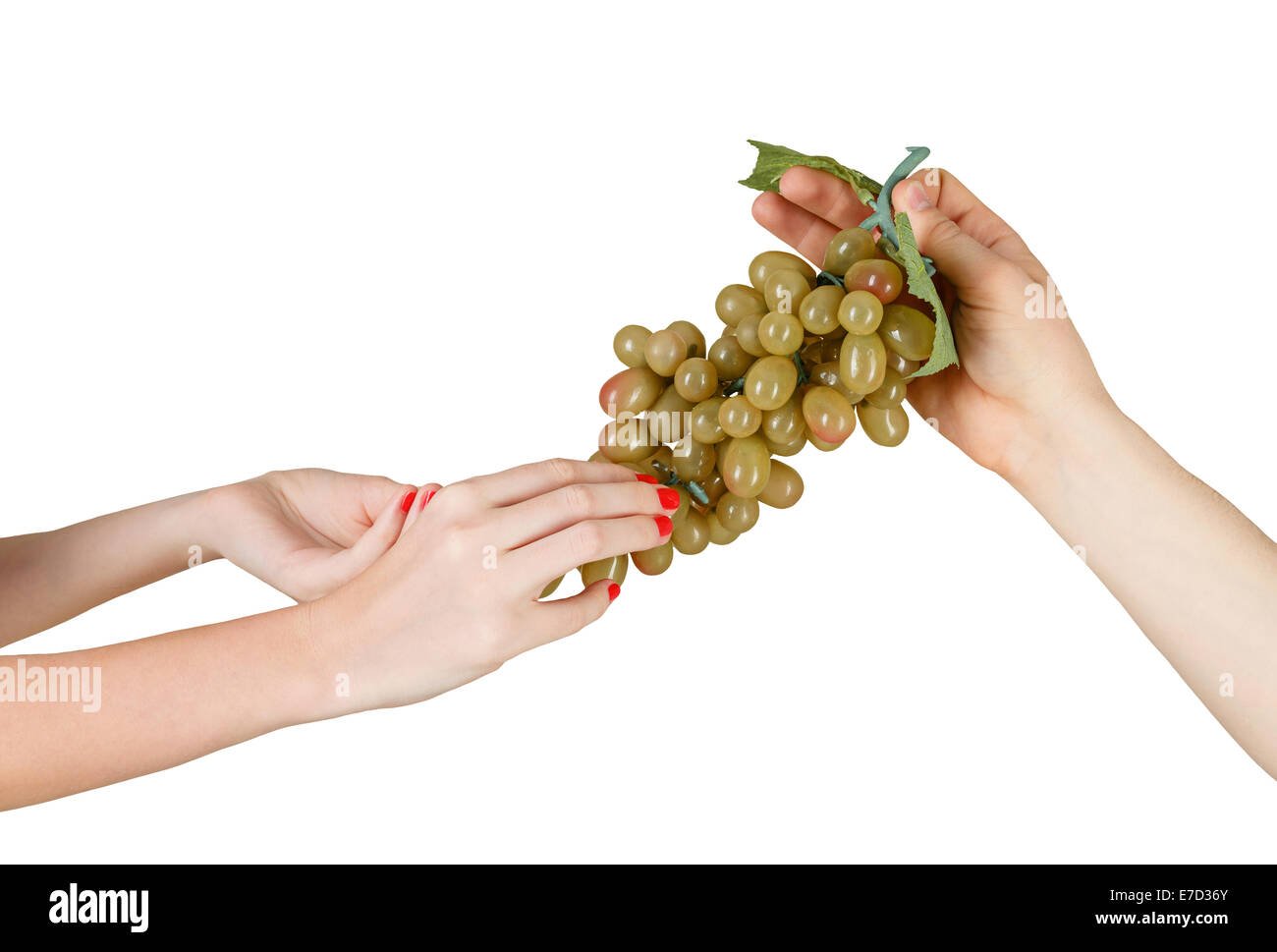 Male hand conveys a female hand vine isolated on white background Stock ...