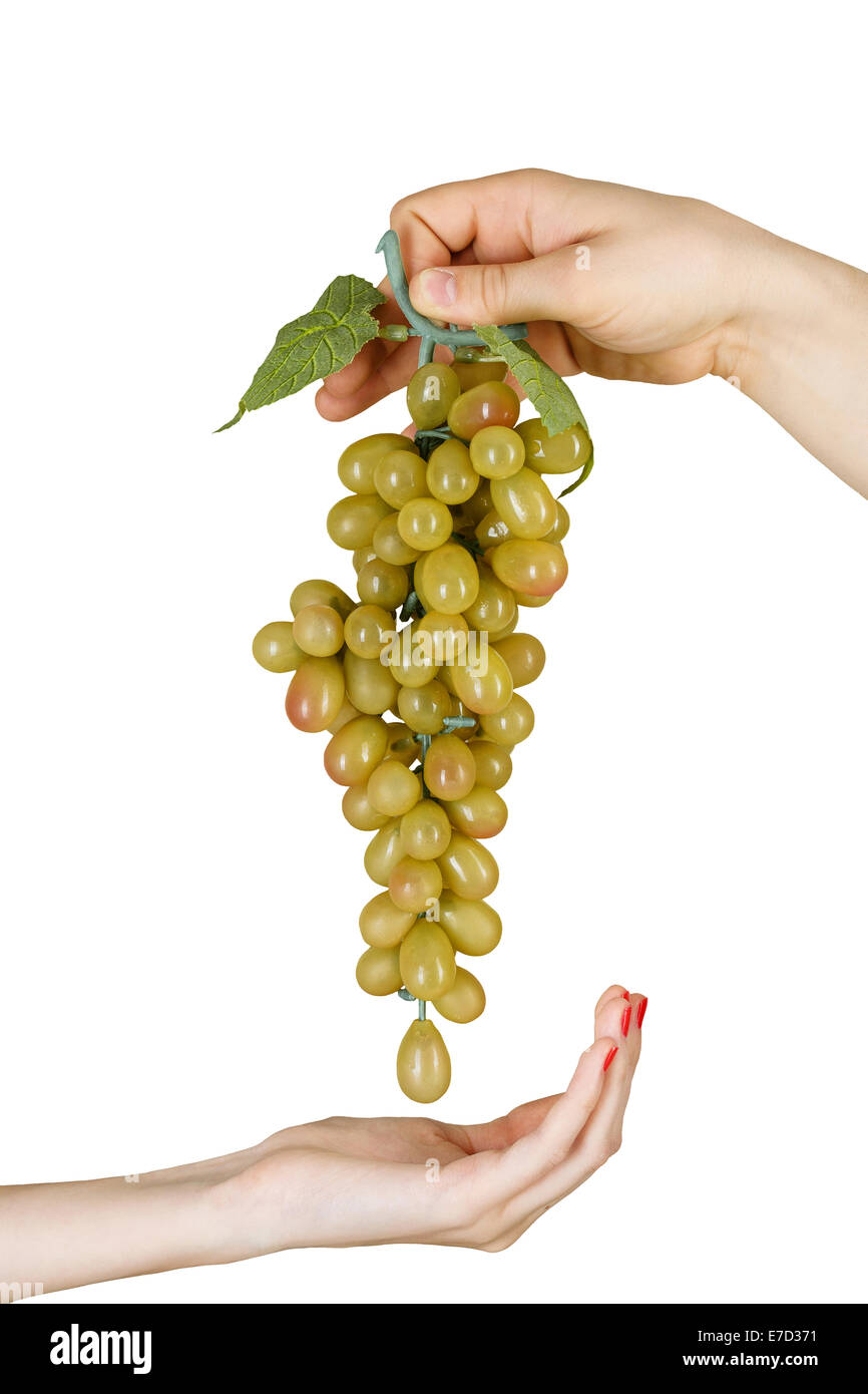Male hand conveys a female hand vine isolated on white background Stock ...