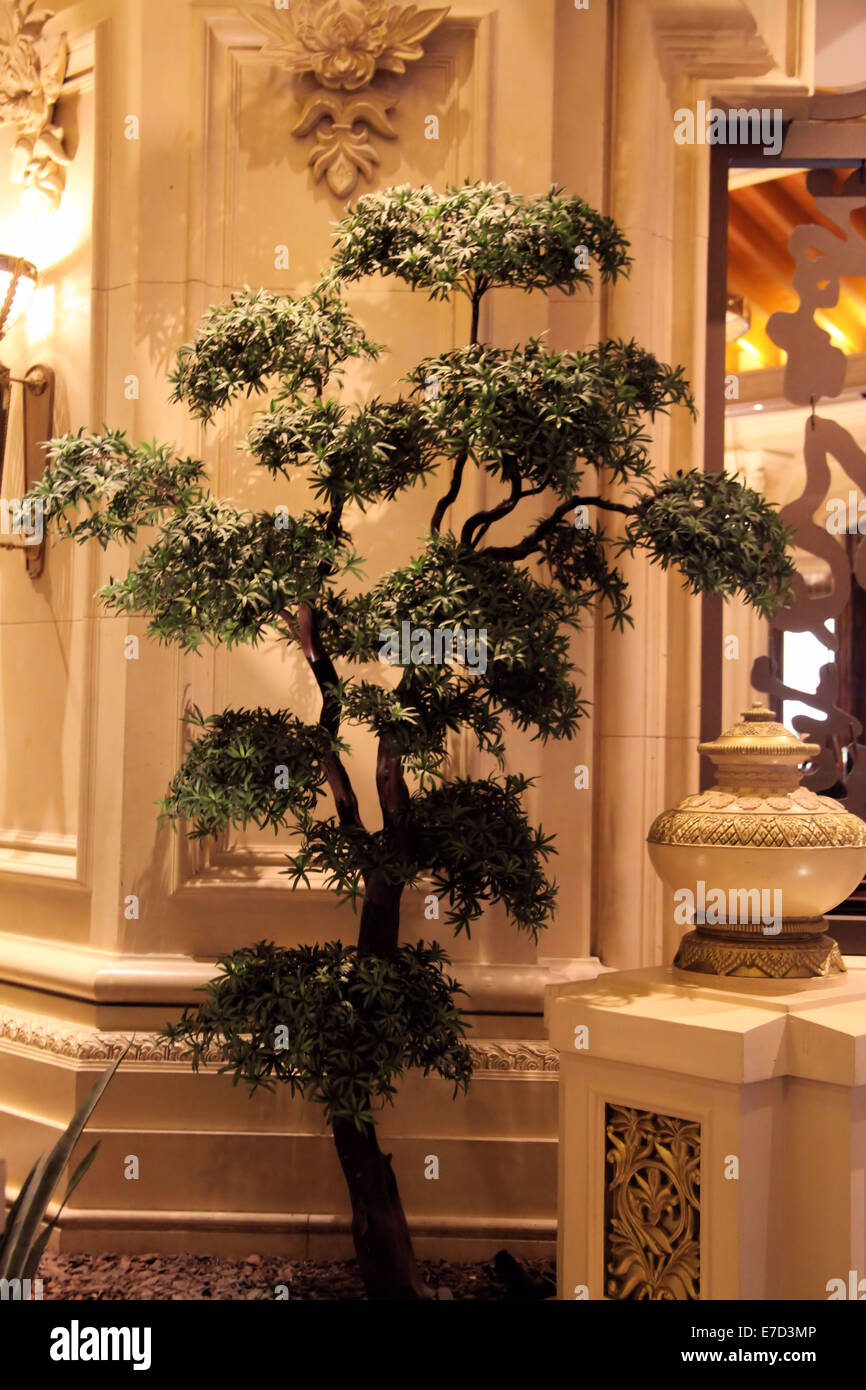 LARGE BONSAI TREE Stock Photo - Alamy