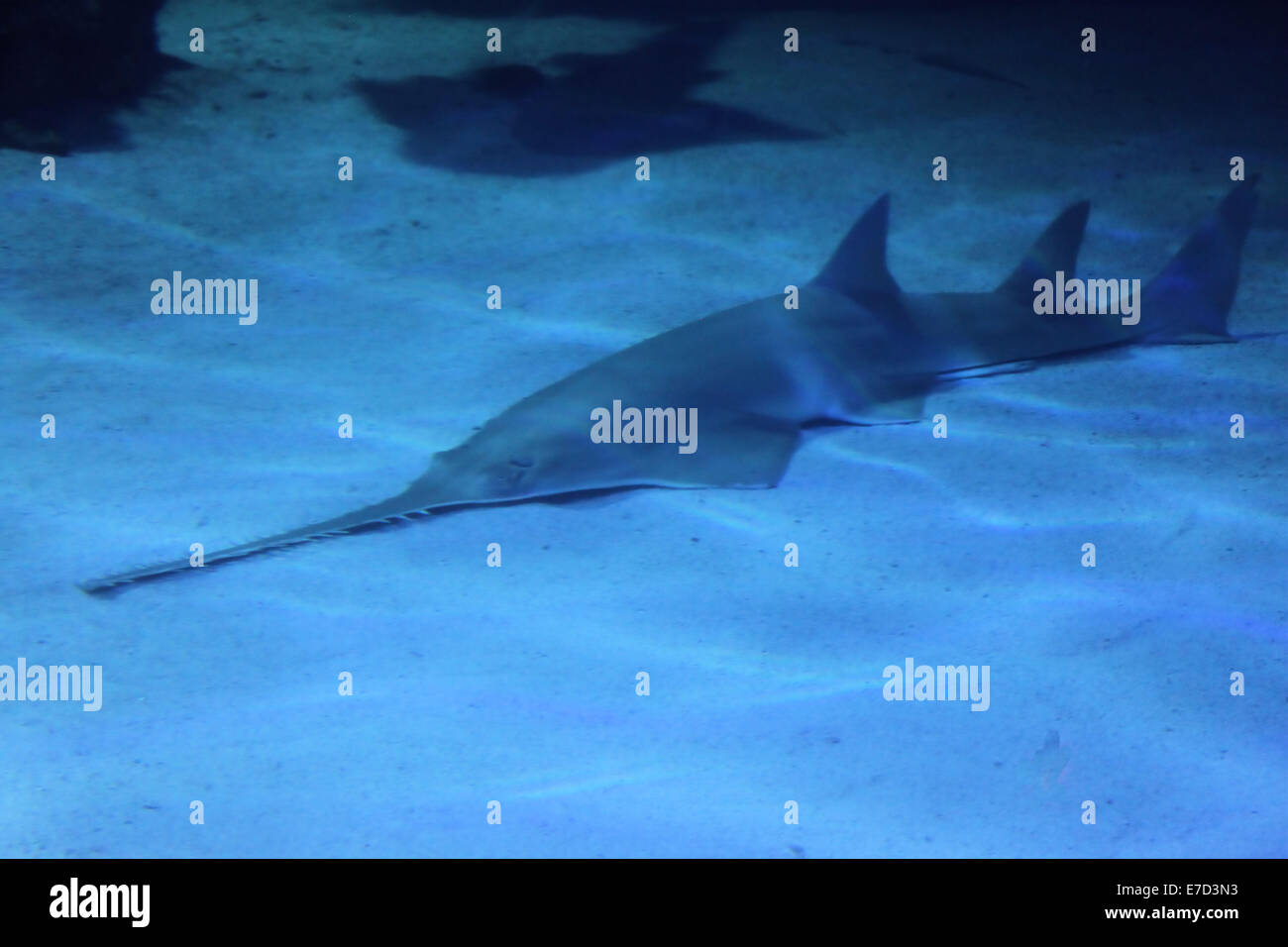 Sawtooth shark hi-res stock photography and images - Alamy