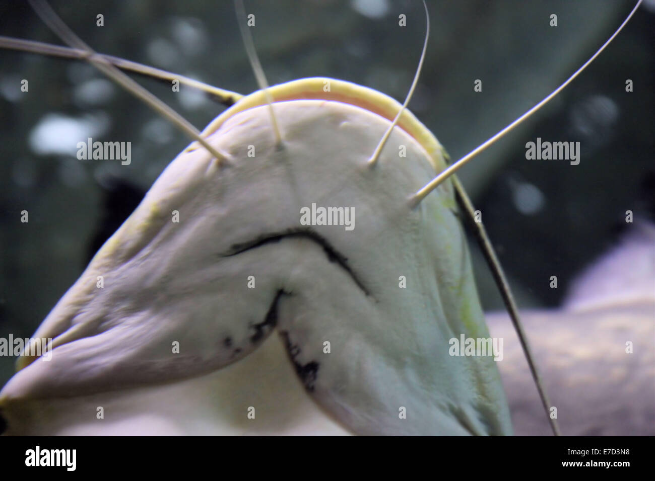Catfish head hi-res stock photography and images - Alamy