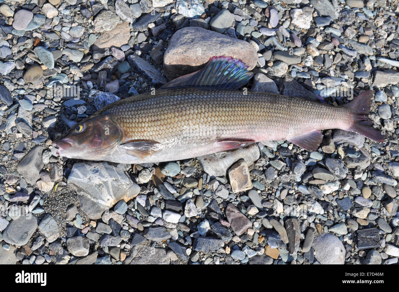 European grayling. The success of fishing in the polar Ural, Komi ...
