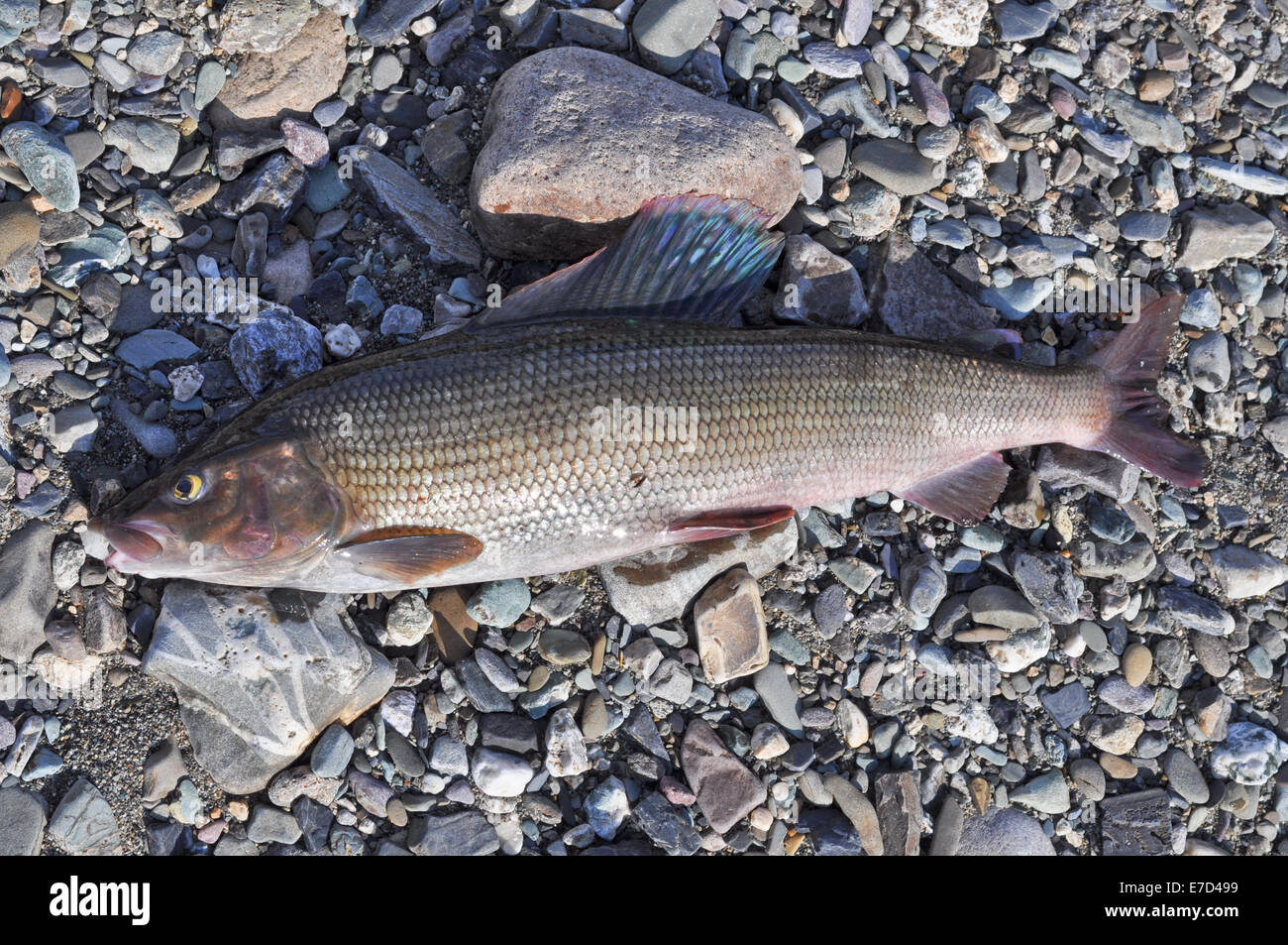 The European grayling. Half-meter grayling caught on the Ural river ...