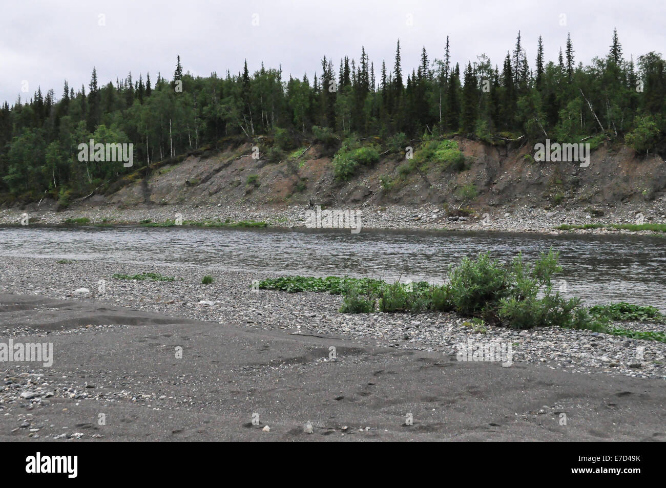 Northern boreal river. The river of the polar Urals in the Republic of ...