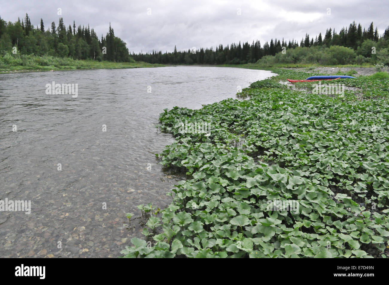 Boreal river hi-res stock photography and images - Alamy