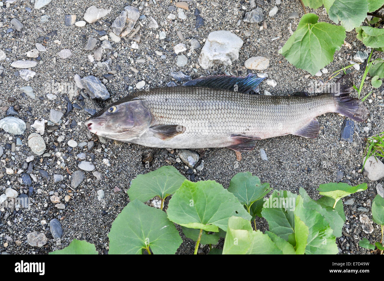 The European grayling. Half-meter grayling caught on the Ural river ...