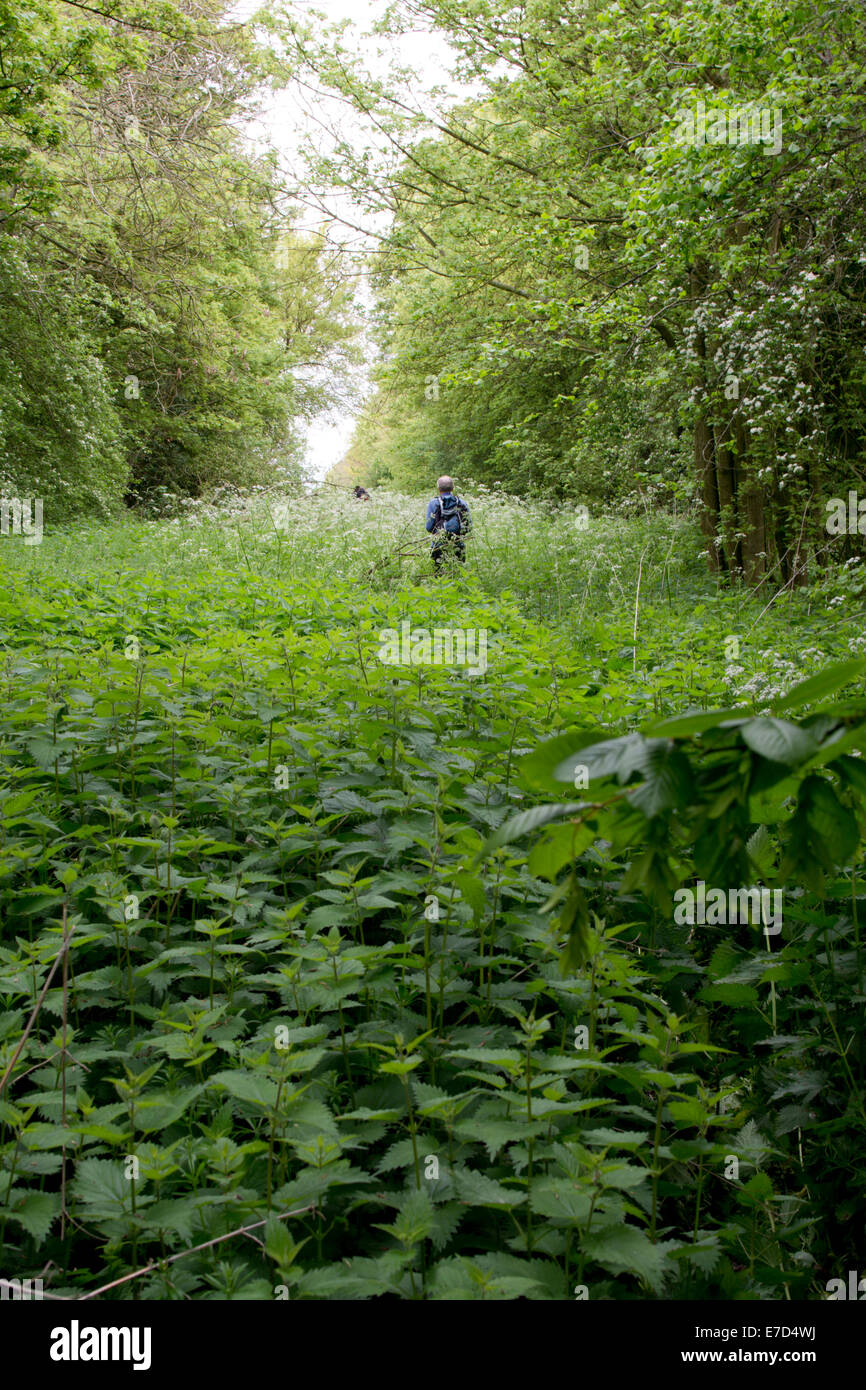 Overgrown public footpath in the countryside Stock Photo - Alamy