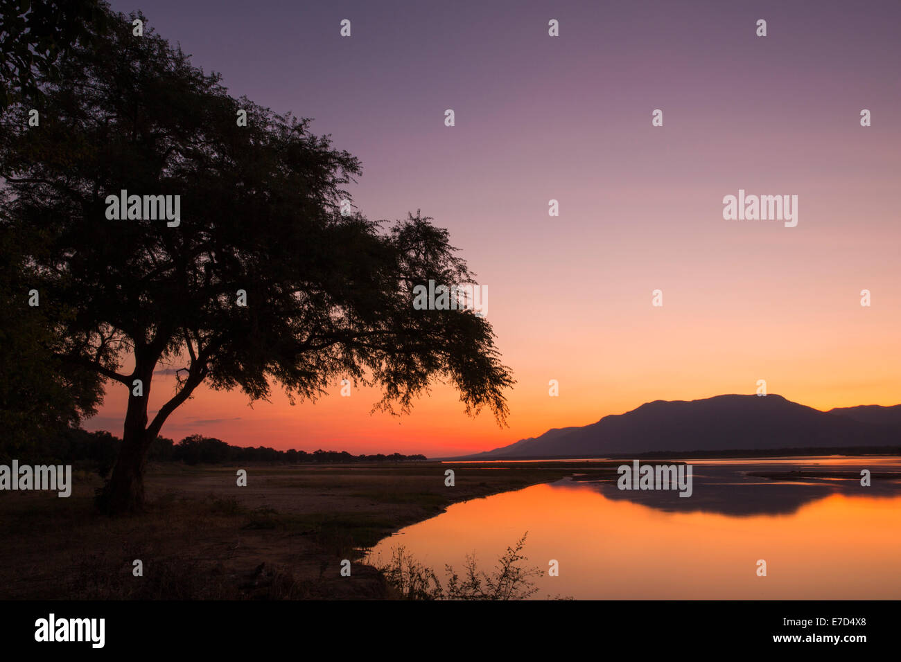 Sunset over the Zambezi river and Ana tree Stock Photo - Alamy