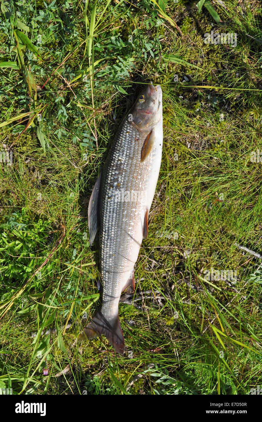 Grayling fish hi-res stock photography and images - Alamy