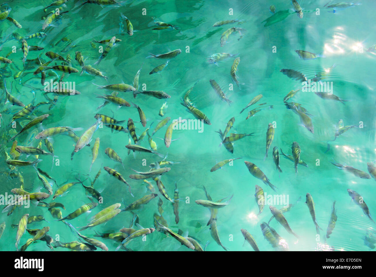 Photo of a tropical Fish in transparent blue sea water close-up Stock ...