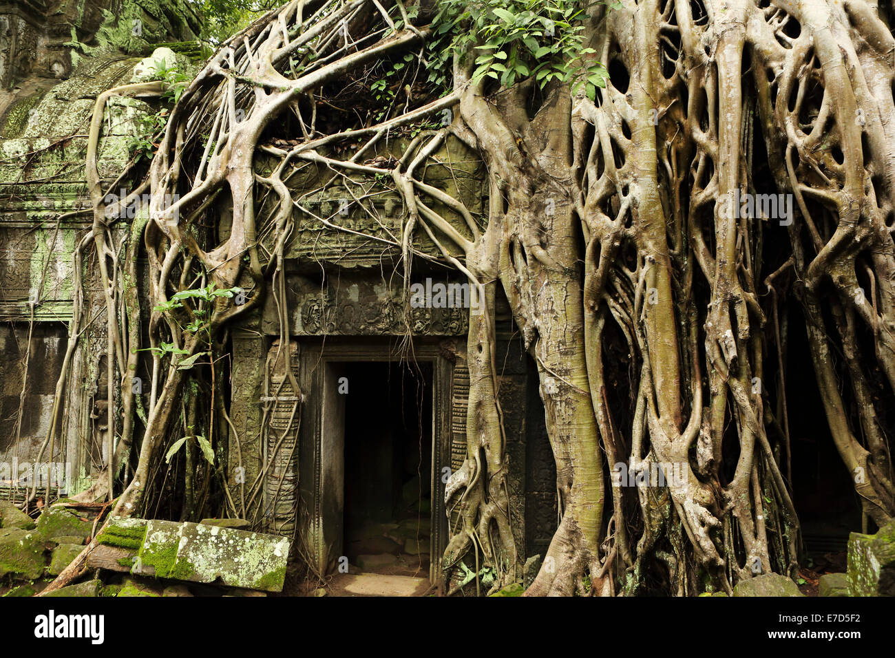 Tree roots grow around a doorway at Ta Phrom temple, part of Angkor Wat ...