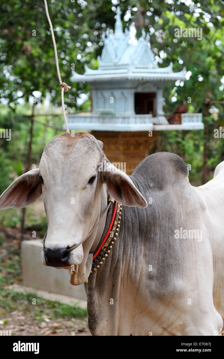 A cow by a shrine in Chong Koh, Cambodia Stock Photo - Alamy