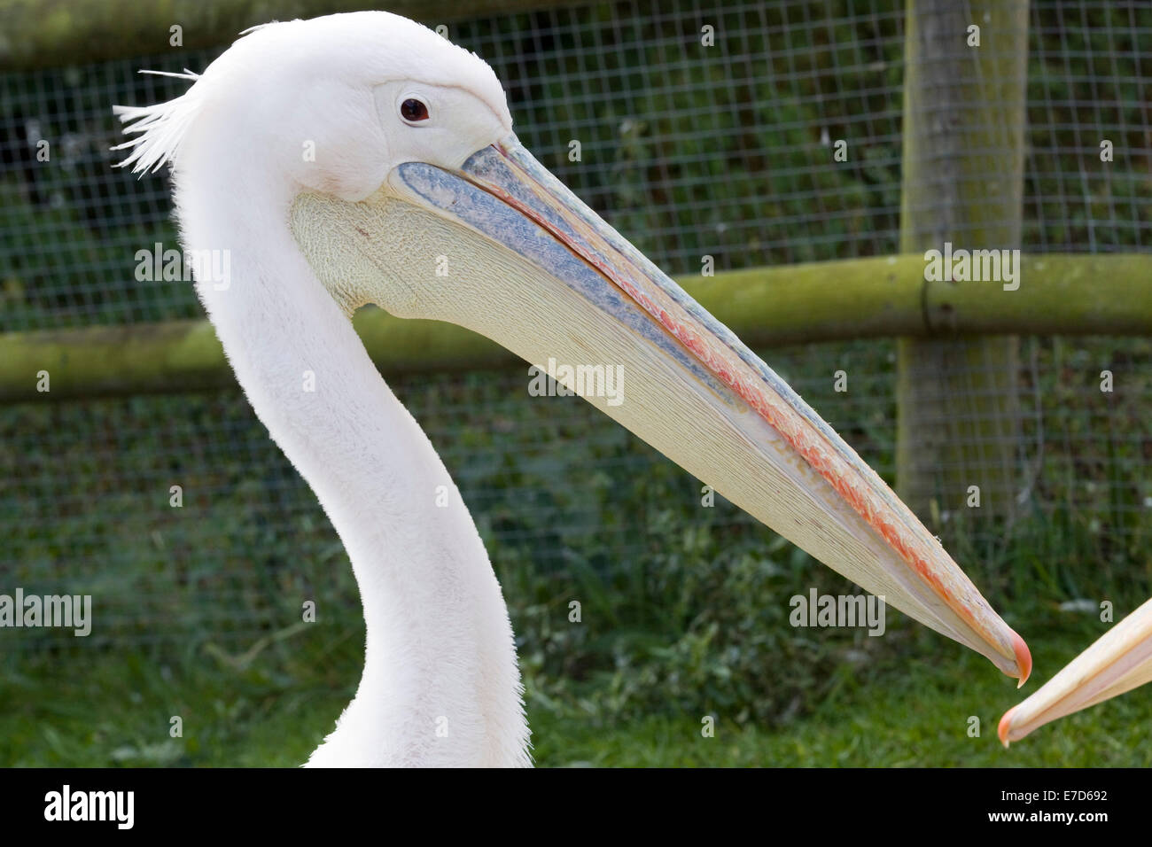 Long beak and a large throat pouch hi-res stock photography and images ...