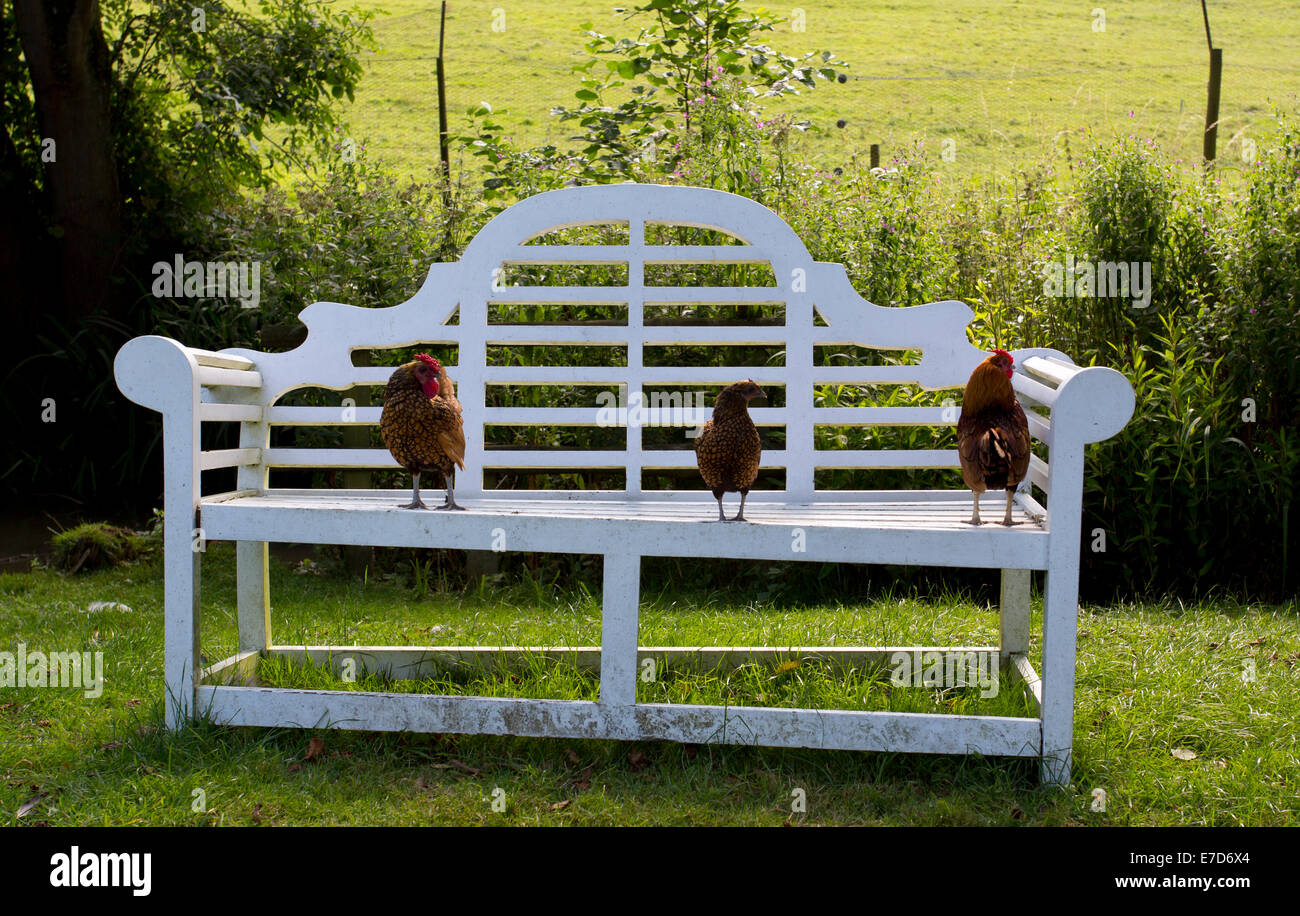 3 chickens on white bench hi-res stock photography and images - Alamy