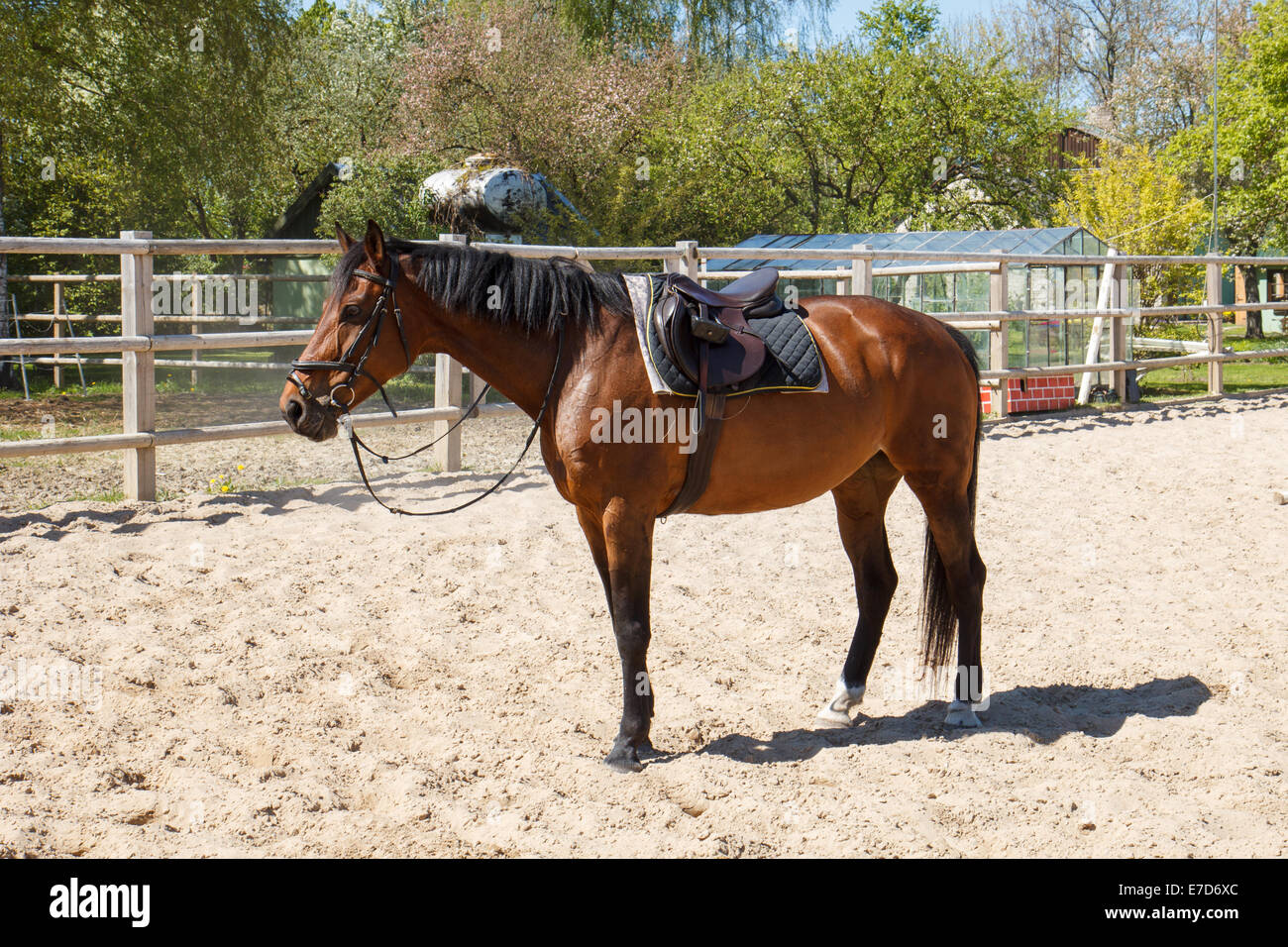 Tame animal hi-res stock photography and images - Alamy