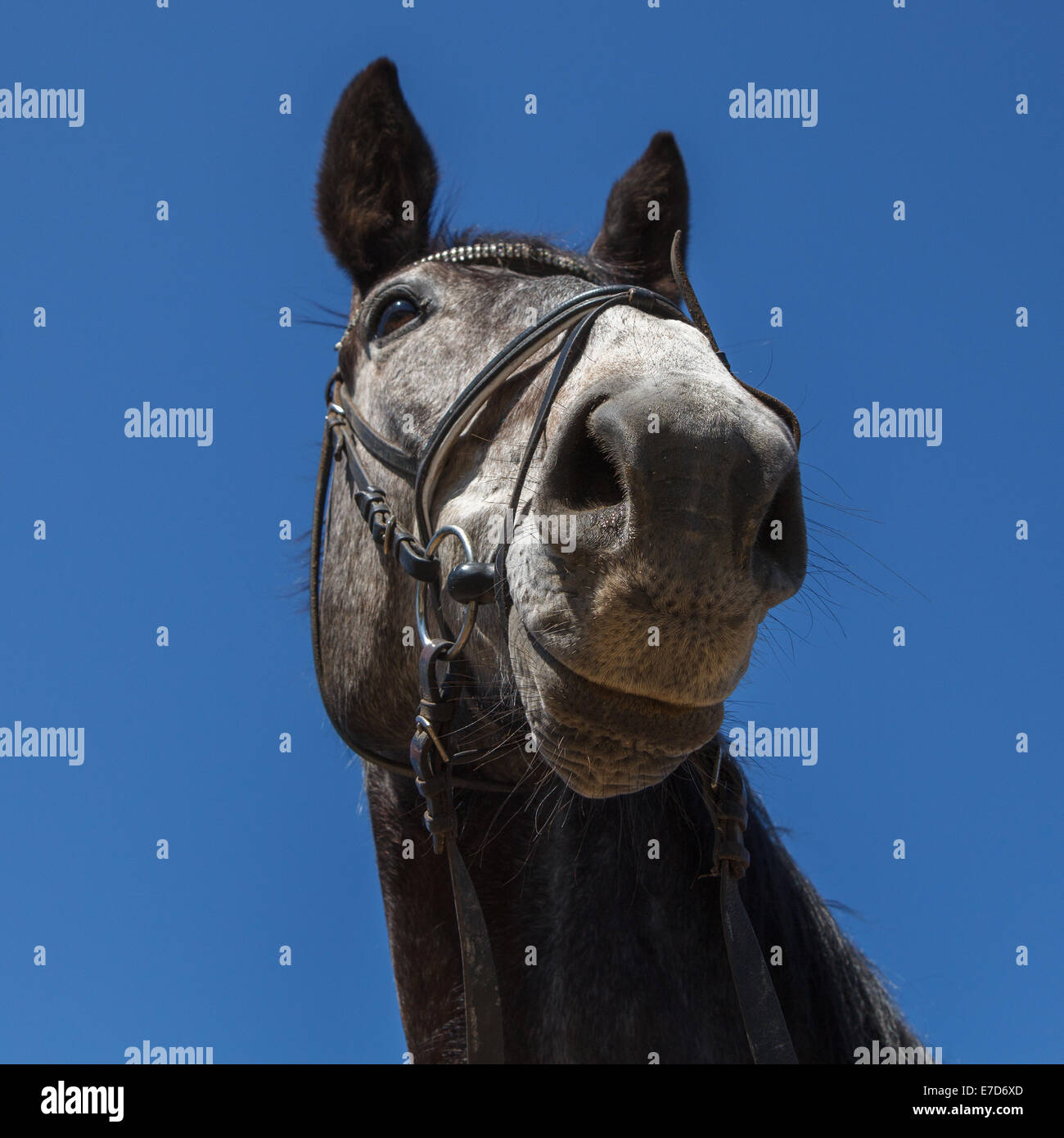 Brown stallion horse hi-res stock photography and images - Alamy