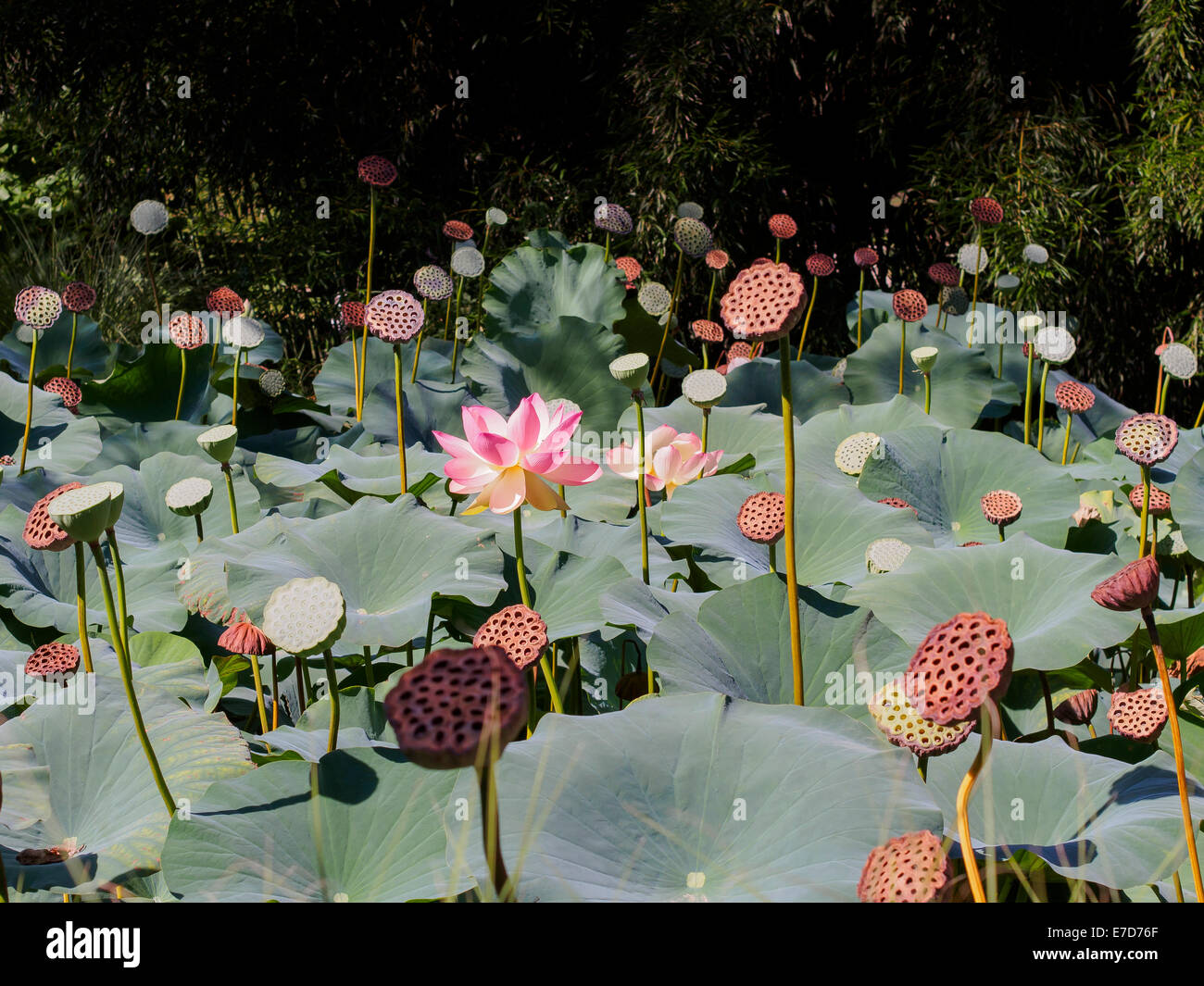 Lotus seed hi-res stock photography and images - Alamy