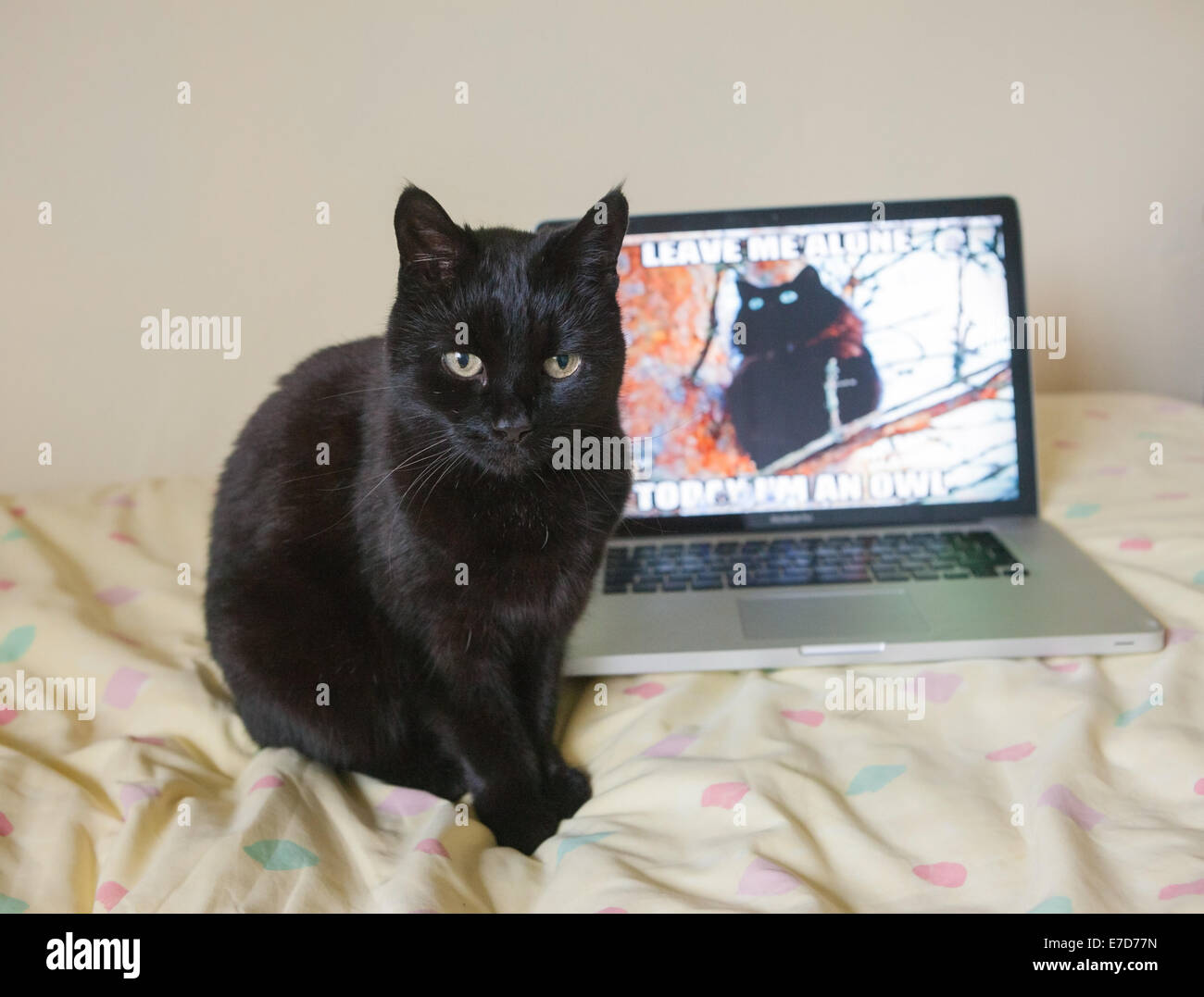A black cat sat next to a macbook with a black cat desktop Stock Photo ...