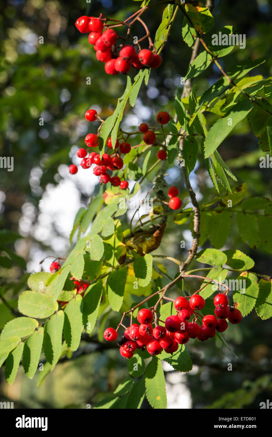 Several bunches of red and ripe rowanberries hanging from a Rowan tree ...