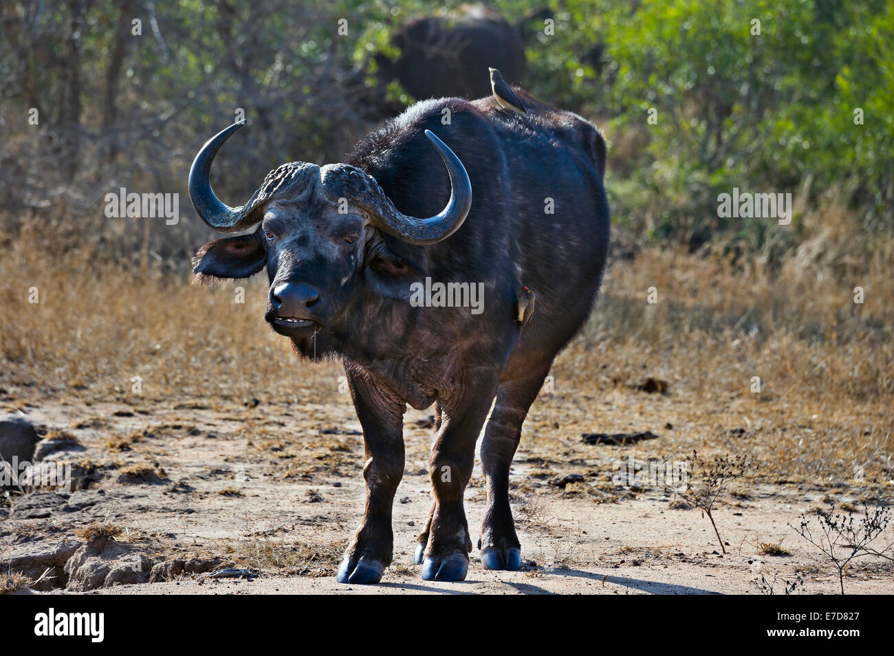 Old bull buffalo hi-res stock photography and images - Alamy
