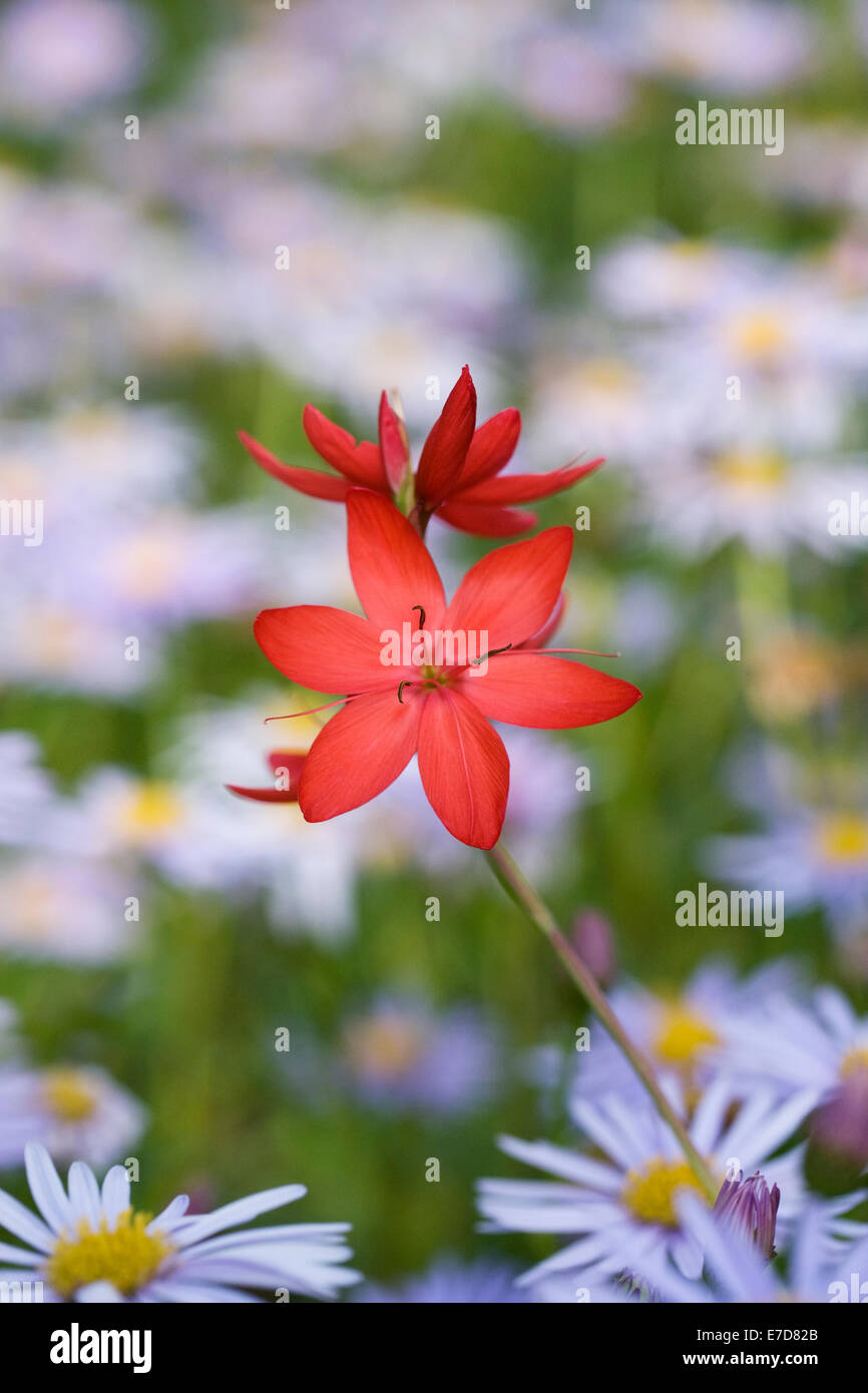 Hesperantha coccinea ‘Major’. Crimson flag lily flowers amongst asters ...