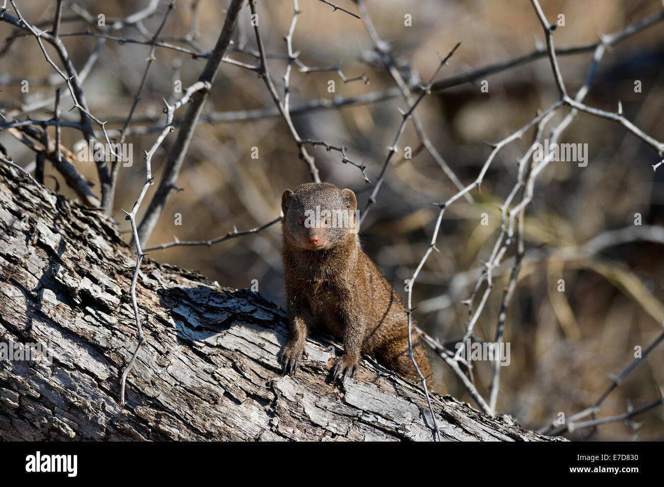 Africa flesh eating animals hi-res stock photography and images - Alamy