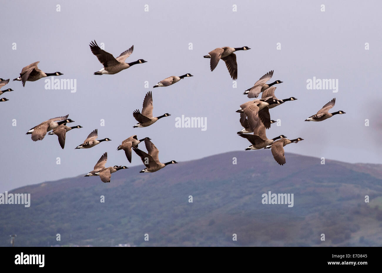 Canada geese in flight at the Inch Island Wildfowl Sanctuary in County ...