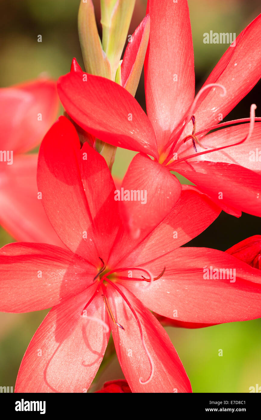 Hesperantha coccinea ‘major hi-res stock photography and images - Alamy