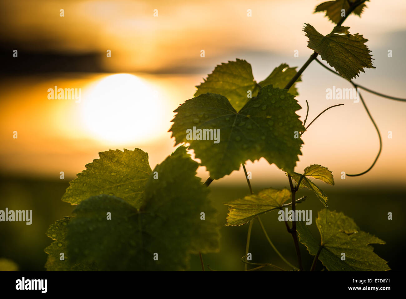 Green leaf (leaves) of grapevine Stock Photo - Alamy