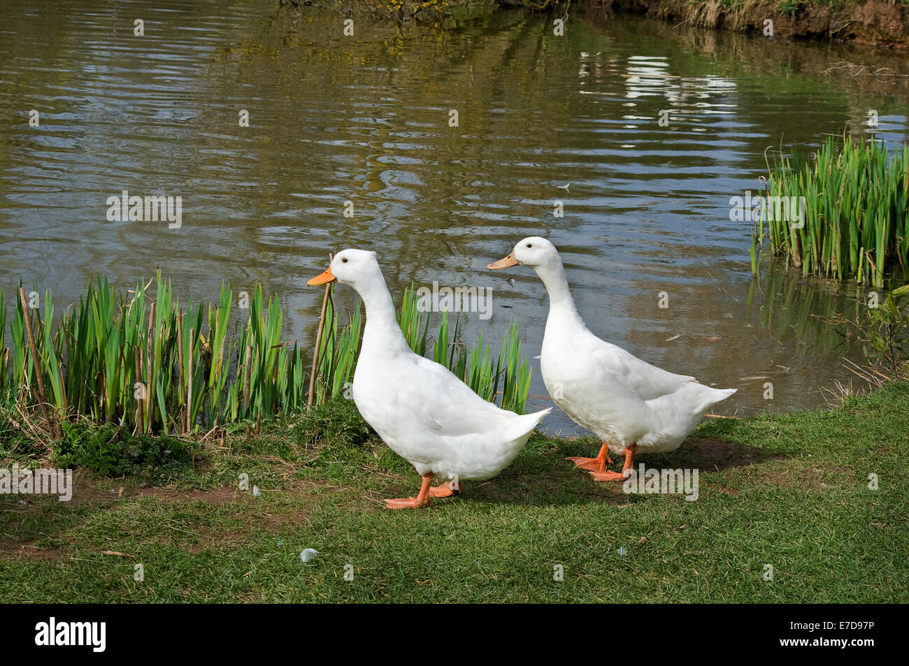Two white ducks by water Stock Photo - Alamy