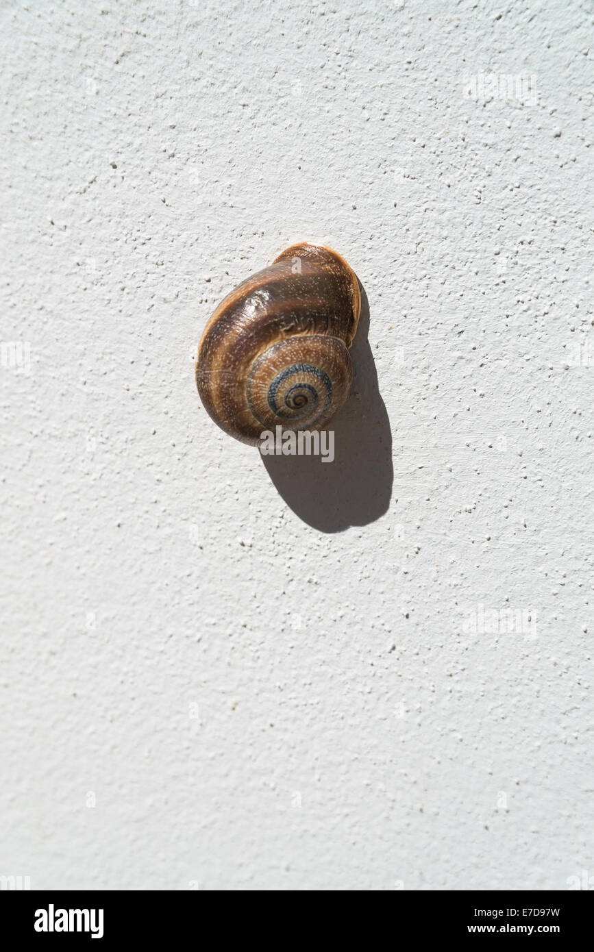Snail shadow hi-res stock photography and images - Alamy
