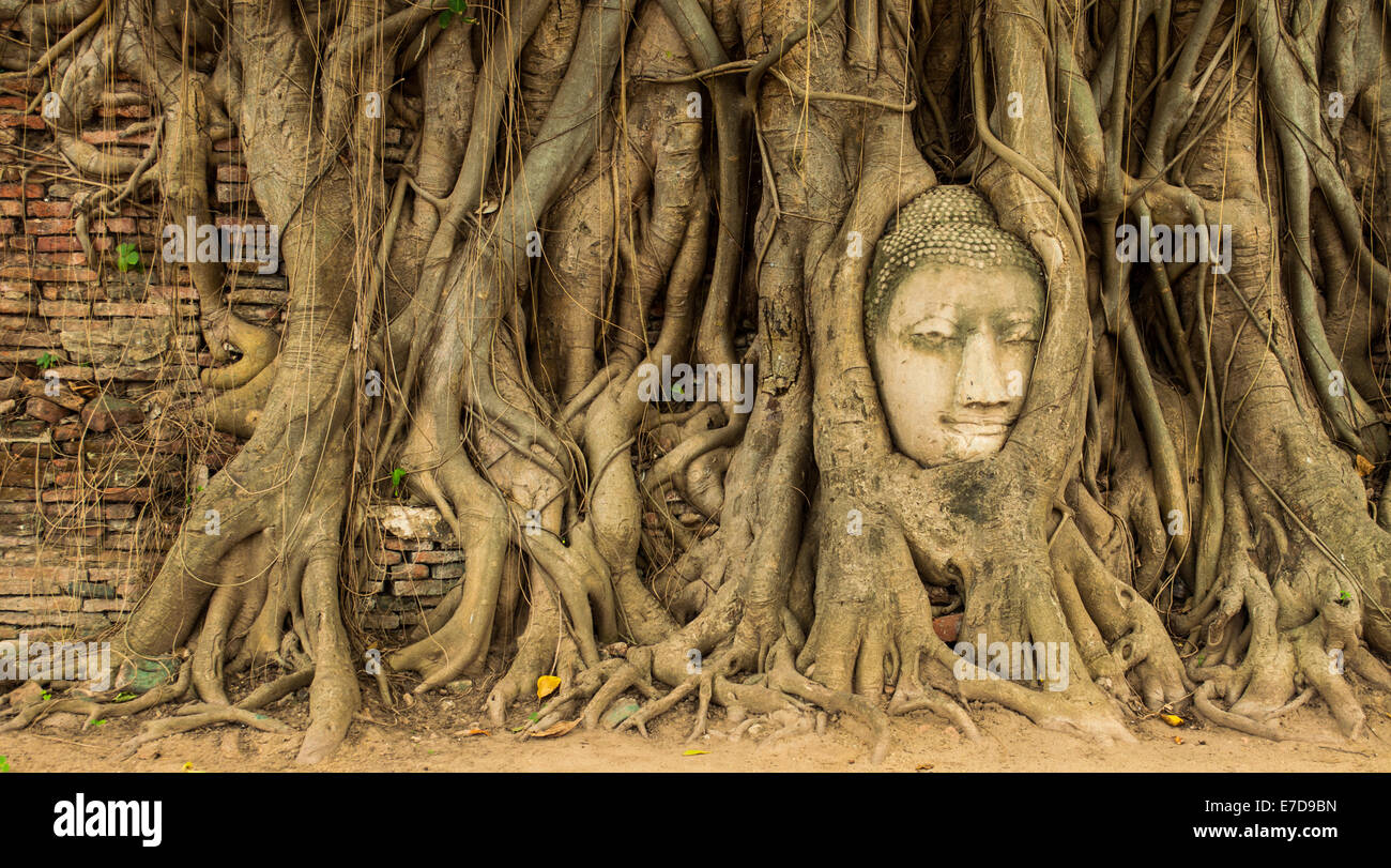 Buddha head in the tree hi-res stock photography and images - Alamy