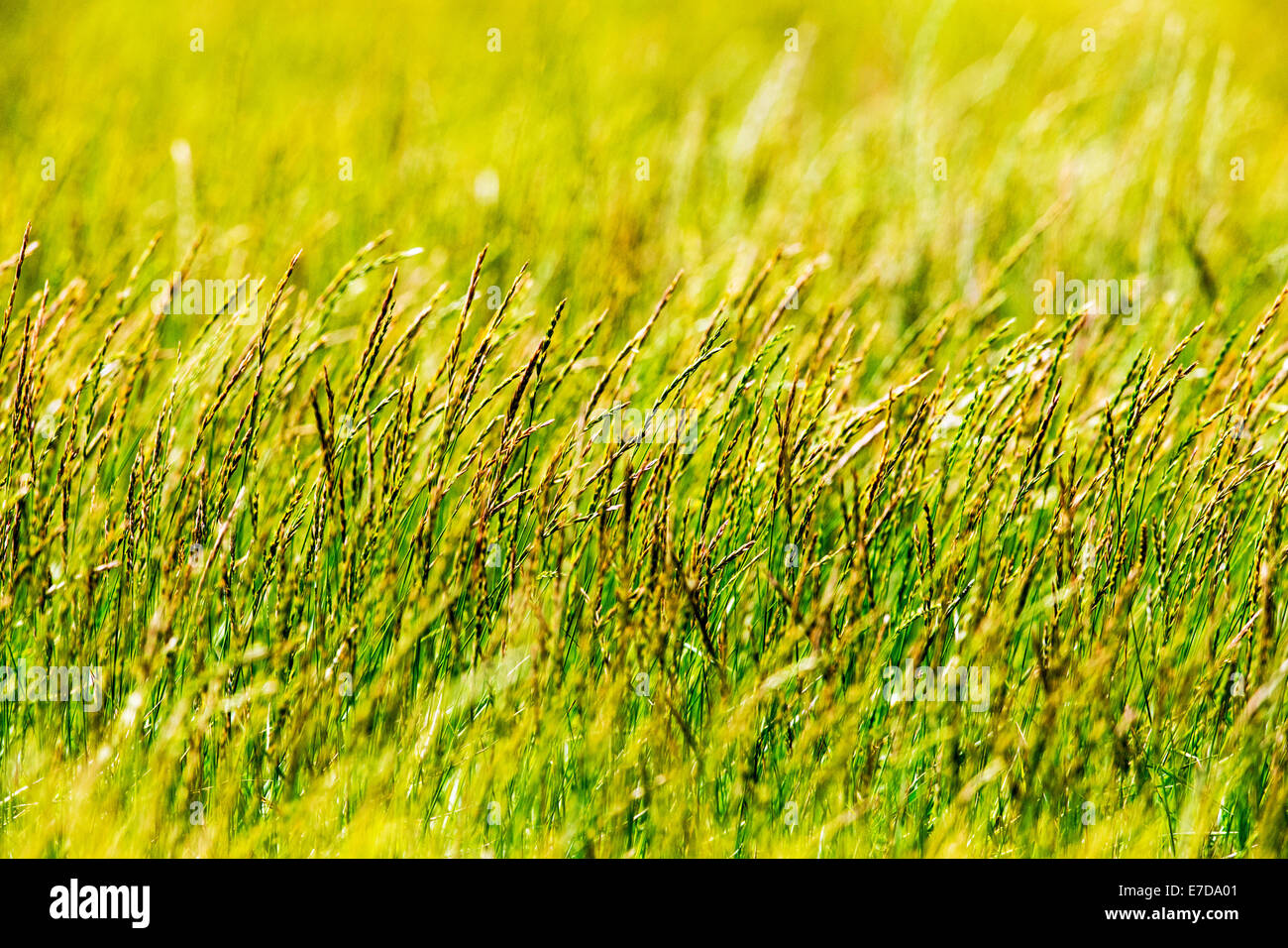 Golden hay field hi-res stock photography and images - Alamy
