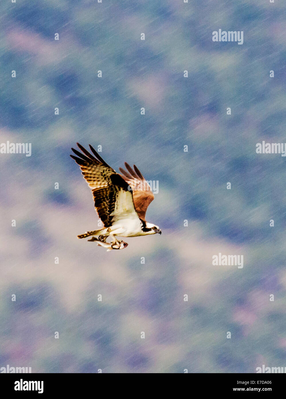 Osprey in flight carrying fresh caught fish, Pandion haliaetus, sea ...