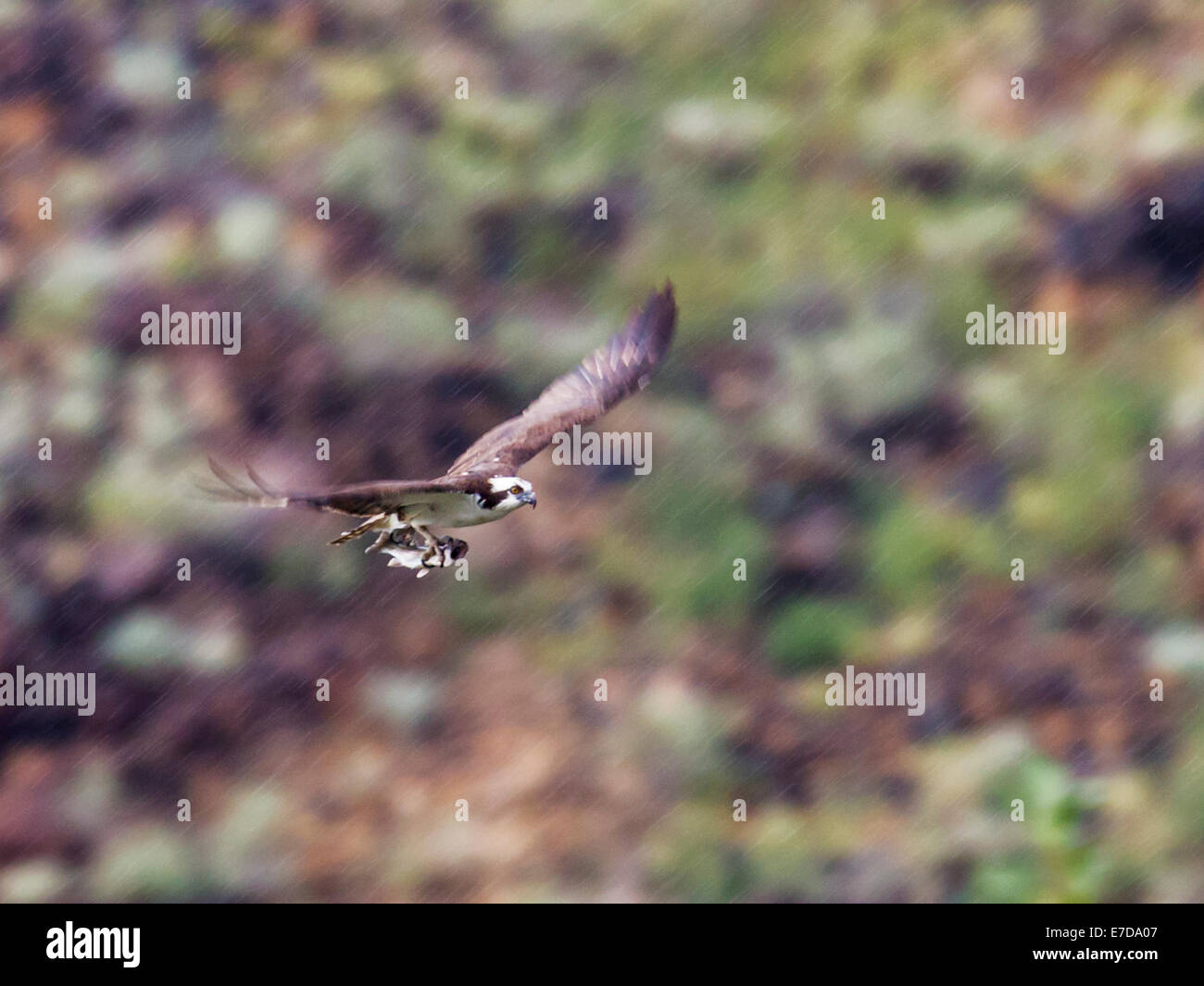 Osprey in flight carrying fresh caught fish, Pandion haliaetus, sea ...