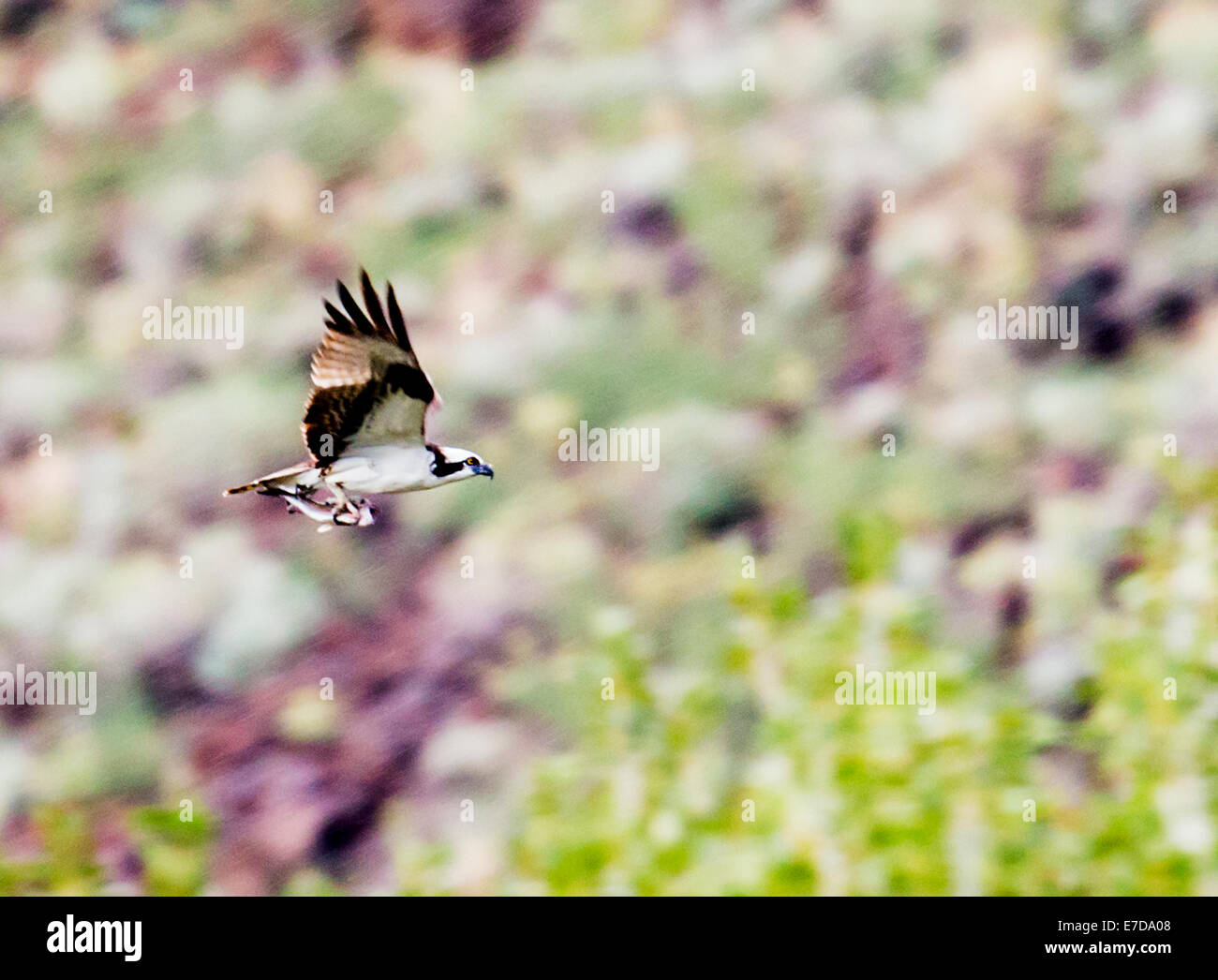 Osprey in flight carrying fresh caught fish, Pandion haliaetus, sea ...