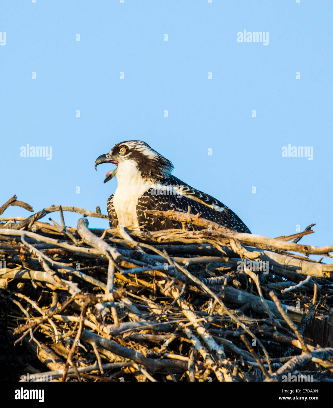 Young chick Osprey on nest, Pandion haliaetus, sea hawk, fish eagle ...