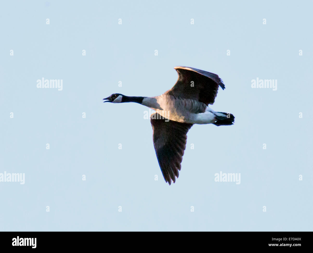 Canadian goose flying, central Colorado, USA Stock Photo - Alamy
