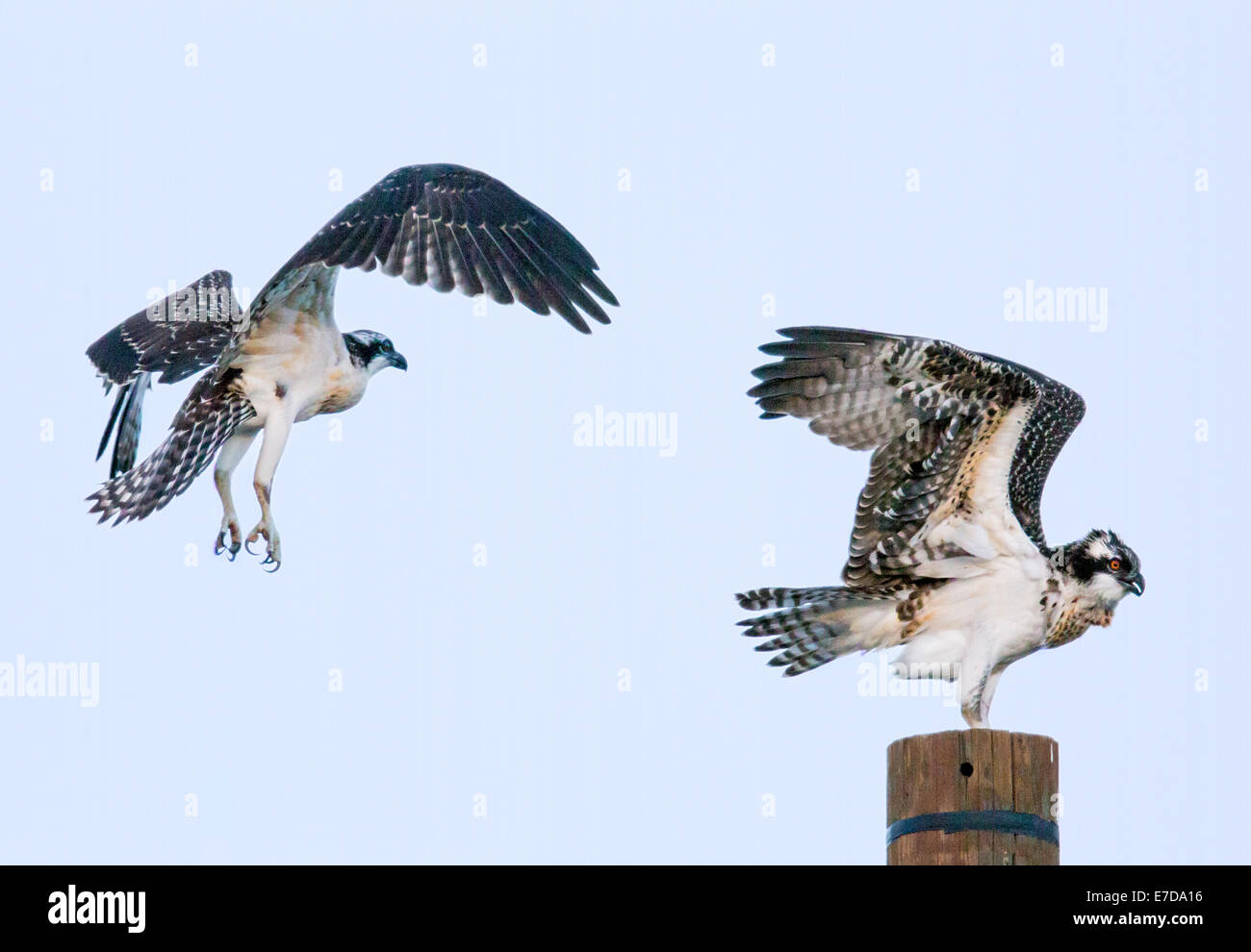 Young Osprey chicks in flight, Pandion haliaetus, sea hawk, fish eagle ...