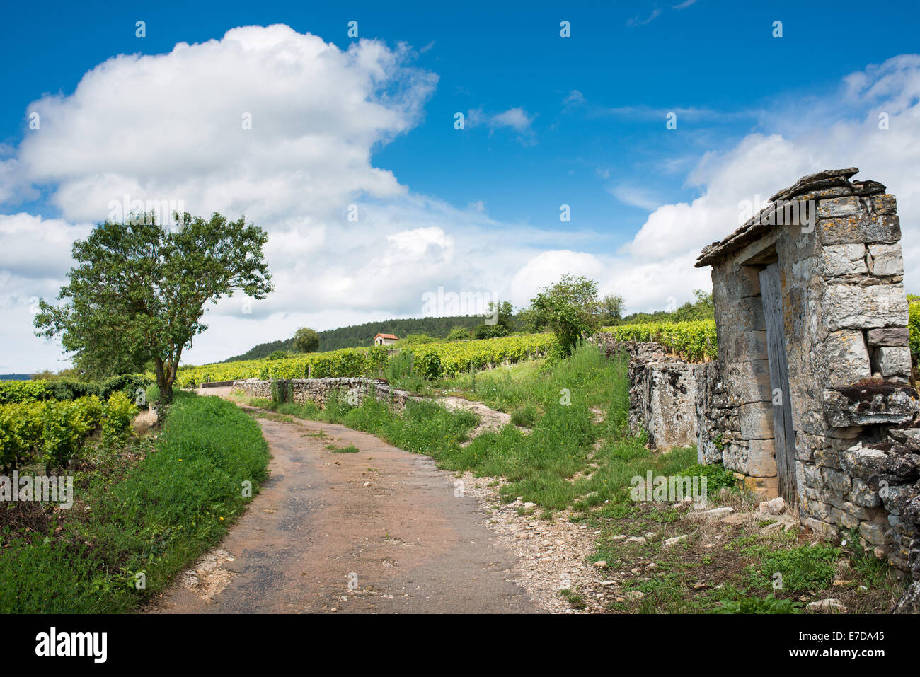Vineyards in beaune hi-res stock photography and images - Alamy