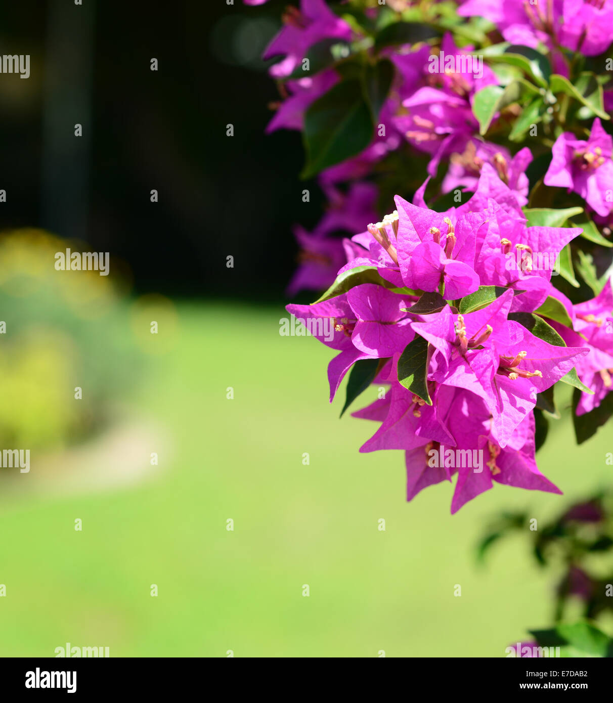 Macro bougainville flower hi-res stock photography and images - Alamy
