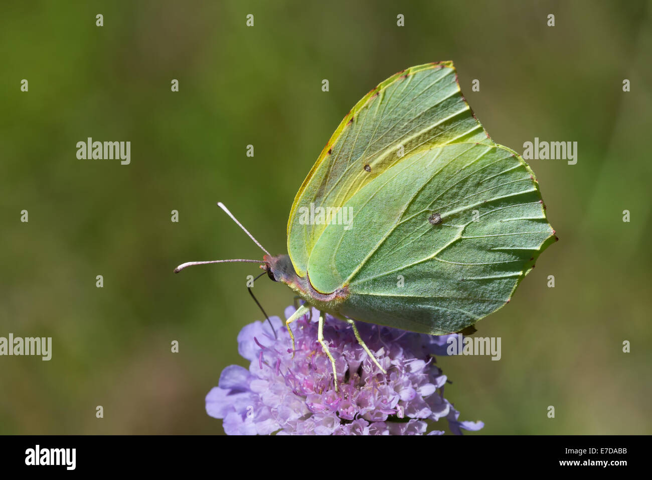 Cleopatra butterfly hi-res stock photography and images - Alamy