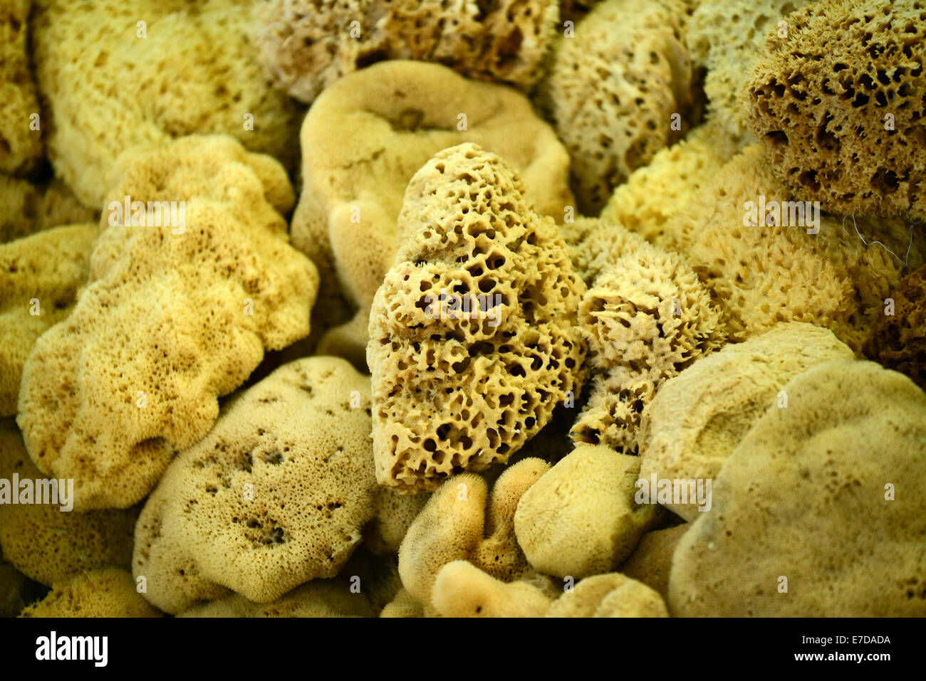 Closeup of a natural sponges Stock Photo - Alamy