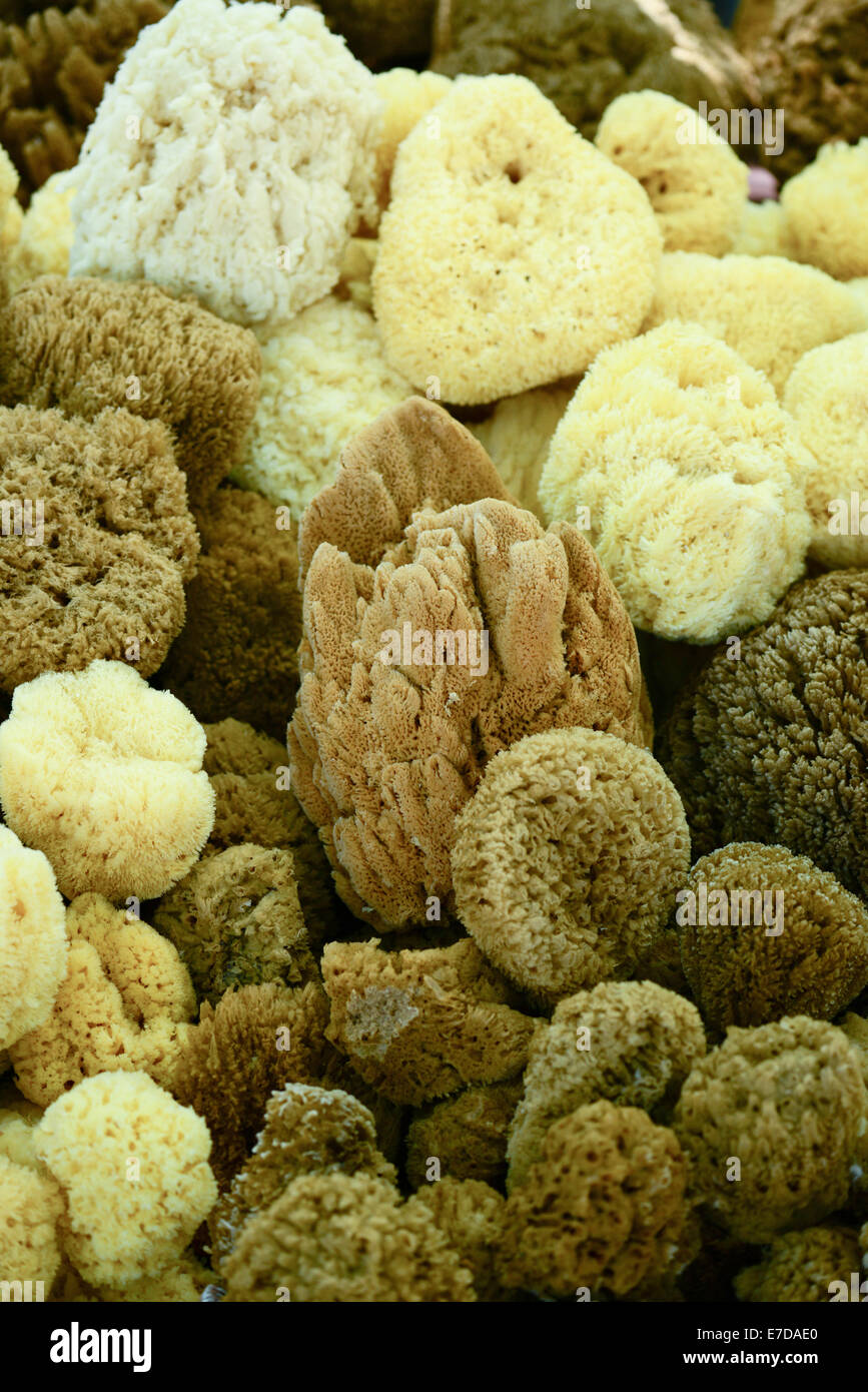 Closeup of a natural sponges Stock Photo - Alamy