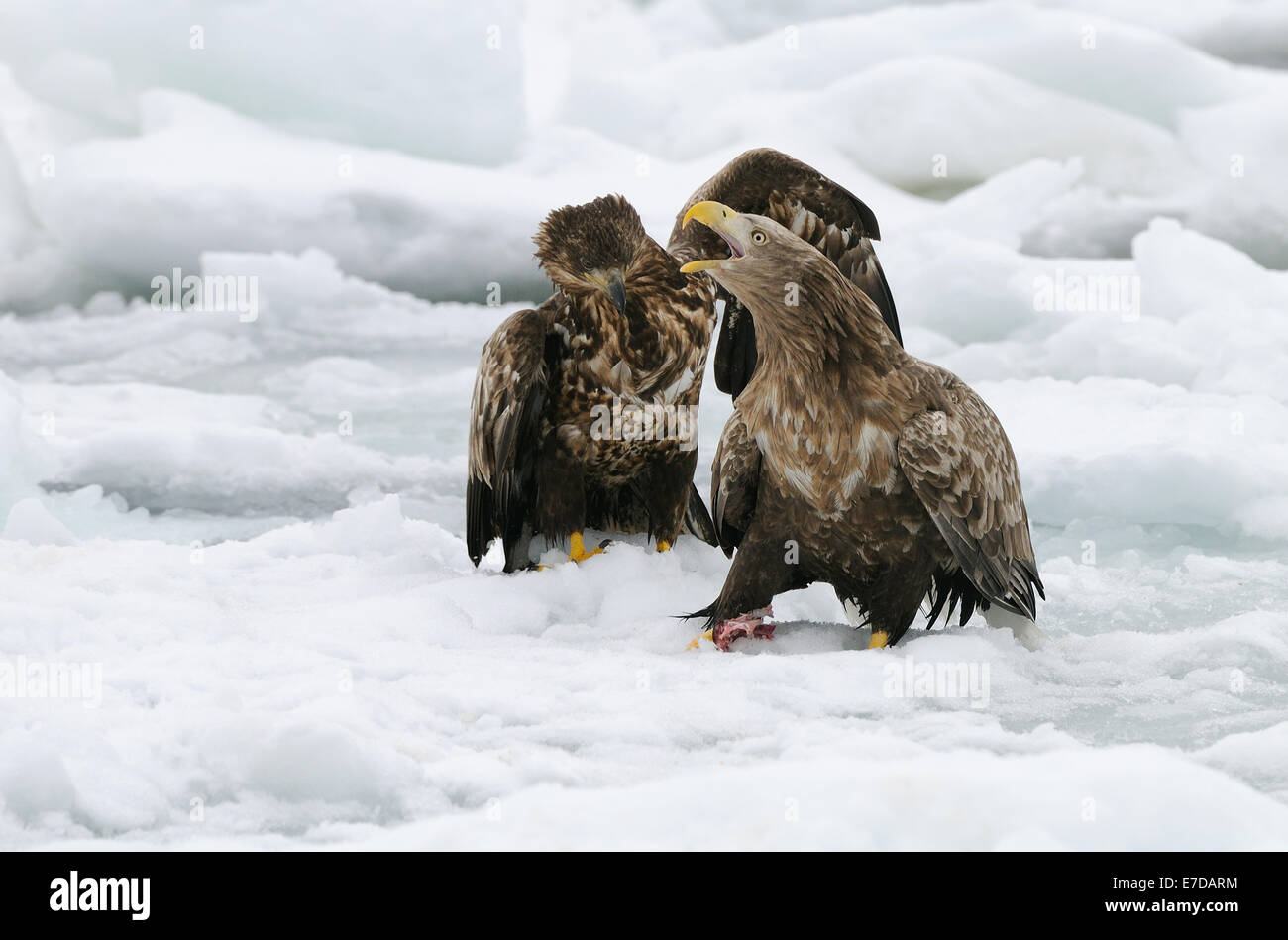 White tailed sea eagles iceland hi-res stock photography and images - Alamy