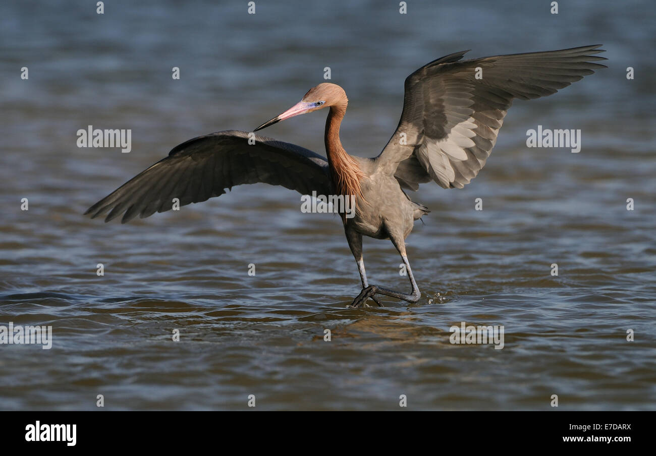 Reddish Egret (Egretta rufescens ) in Little Estero Lagoon, the Florida ...