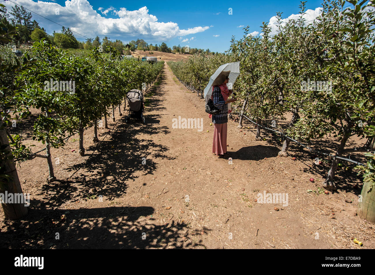 Largest orchard hi-res stock photography and images - Alamy