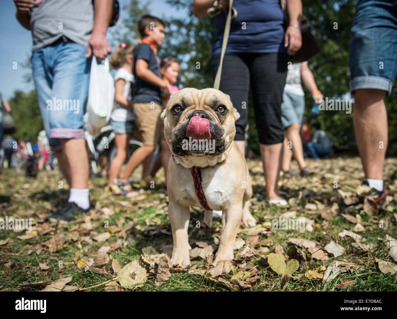 Warsaw, Poland. 14th September, 2014. A dog and his owner during XVI ...