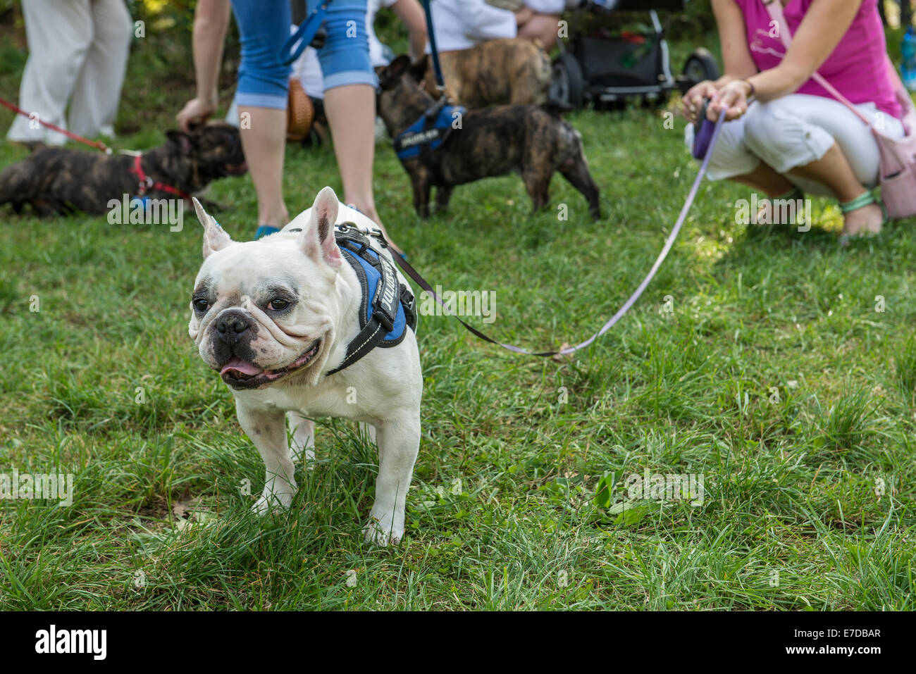 Warsaw, Poland. 14th September, 2014. A dogs and their owners during ...